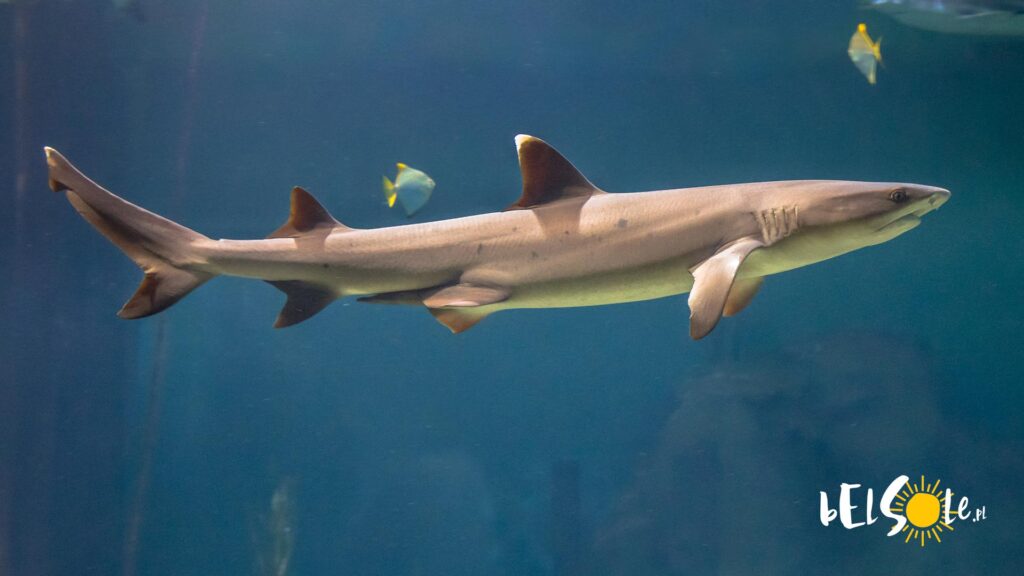 Czy na Krecie są rekiny? Na co uważać w wodach Krety? - BelSole