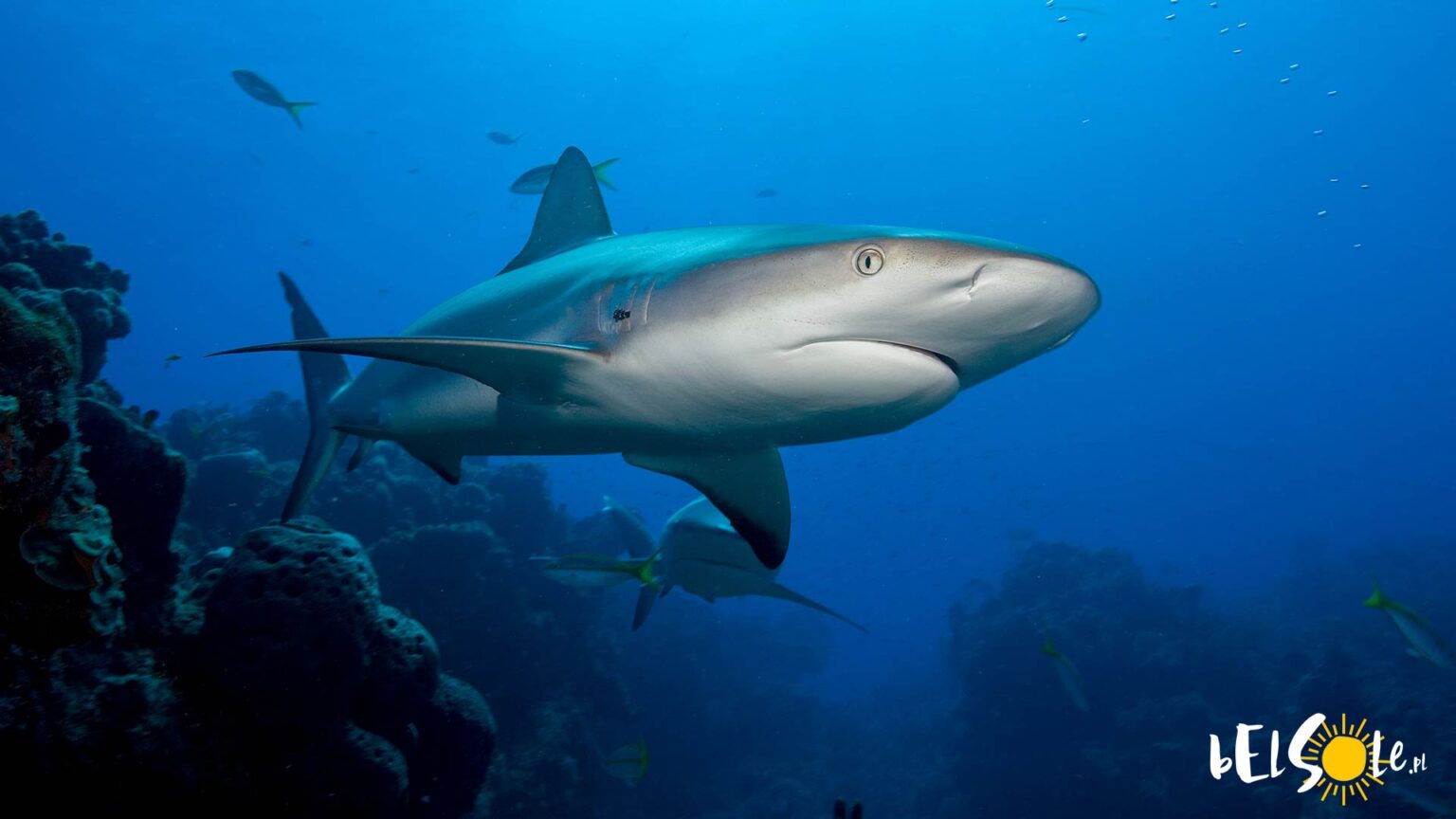 Czy w Antalyi są rekiny? Ataki rekinów Antalya, czy miały miejsce ...